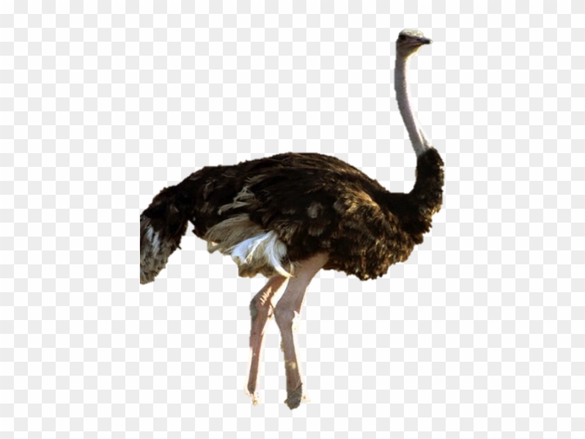 Home Life On An Ostrich Farm [book] - Free Transparent PNG Clipart ...